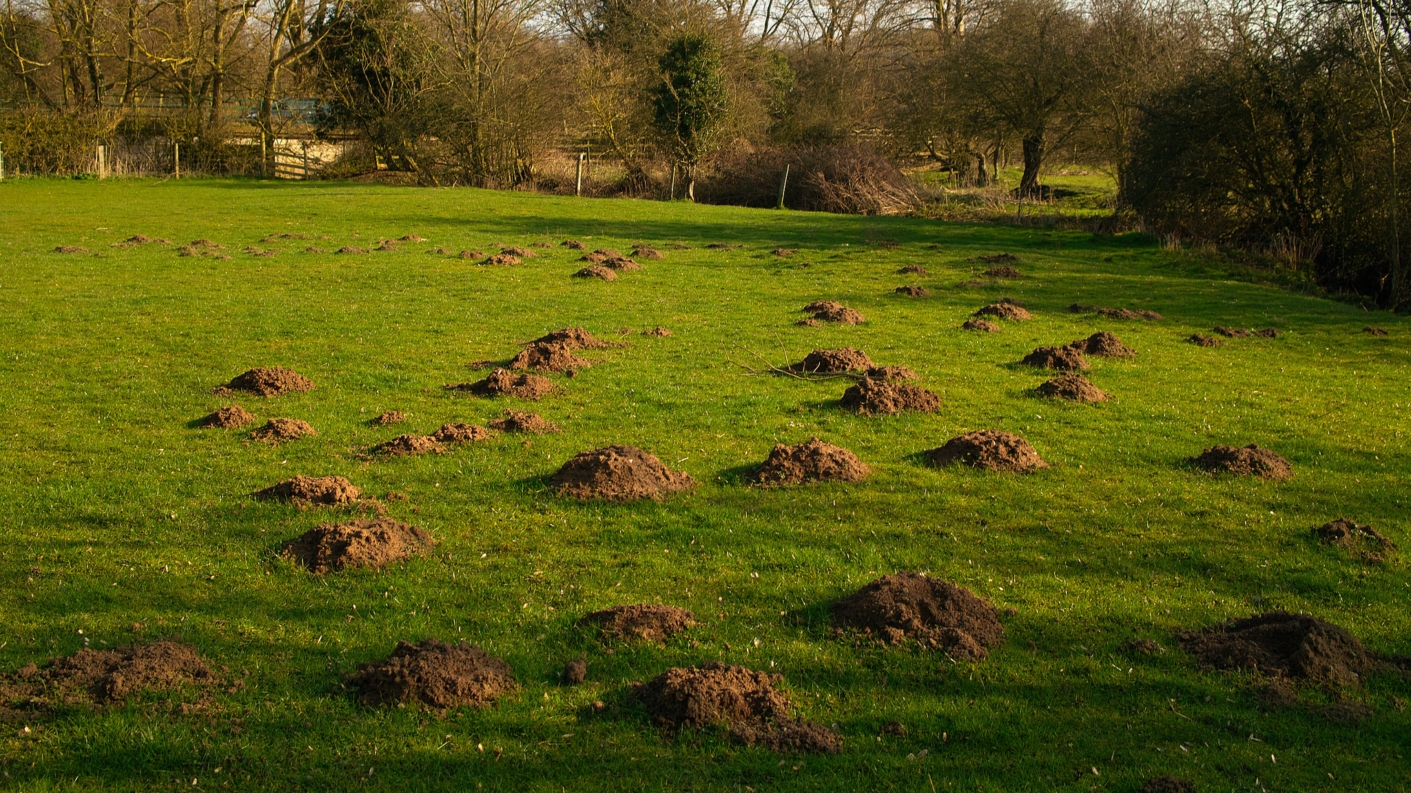 'To a Mole' • Poetry School